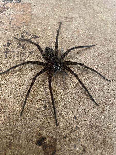Dolomedes okefinokensis - The Spider Shop