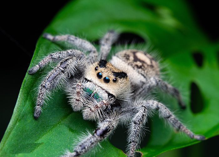 Phidippus regius - The Spider Shop