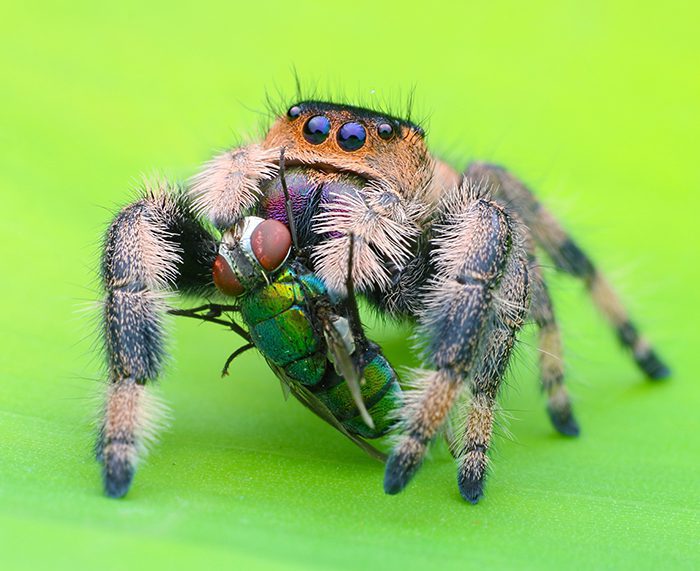 Phidippus regius - The Spider Shop