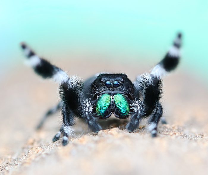 Phidippus regius - The Spider Shop