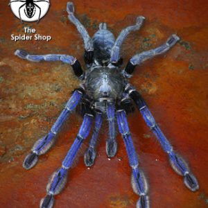 Omothymus violaceopes - The Spider Shop