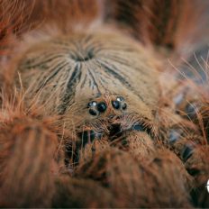 Amazonius germani - The Spider Shop