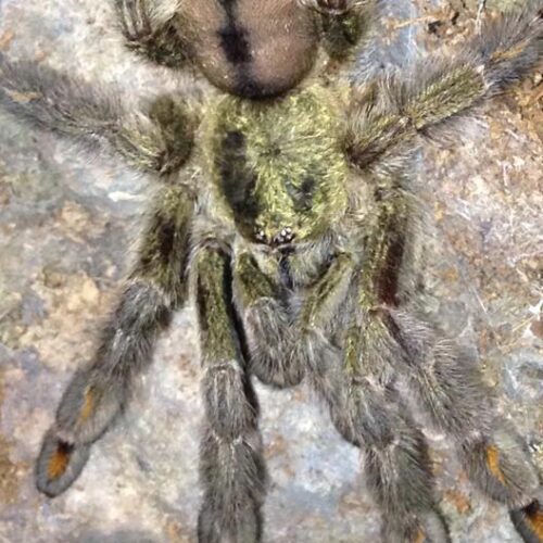 Psalmopoeus cambridgei - The Spider Shop