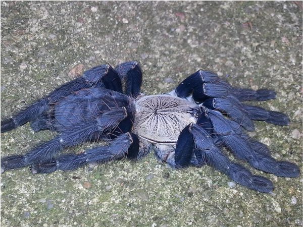 Cyriopagopus sp. "Hatihati" - The Spider Shop
