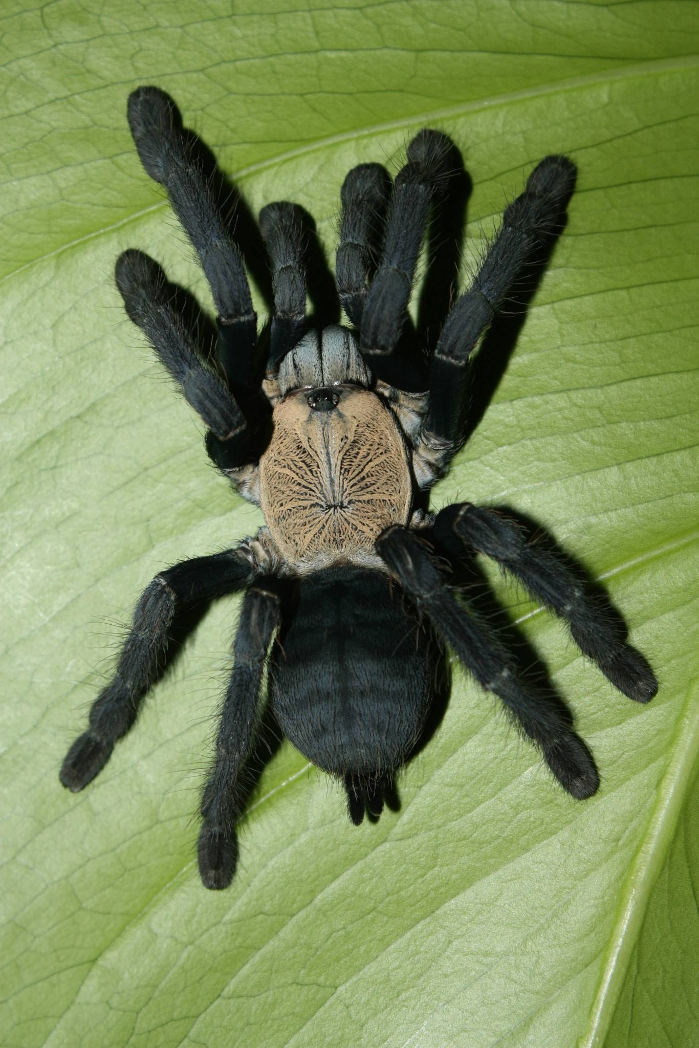 Cyriopagopus sp. "Hatihati" - The Spider Shop