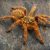 Pterinochilus murinus (RCF) - The Spider Shop