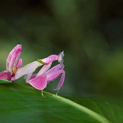 Hymenopus coronatus - The Spider Shop