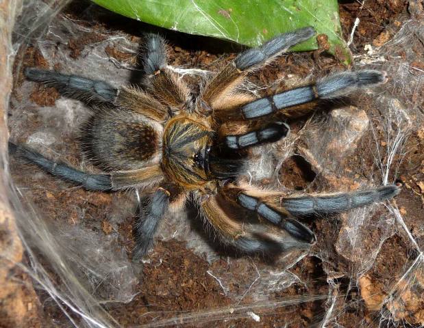 Harpactira pulchripes - The Spider Shop