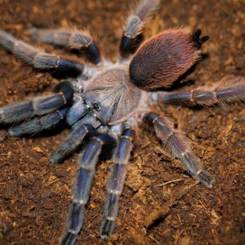 Orphnaecus sp. "Panay Blue" - The Spider Shop