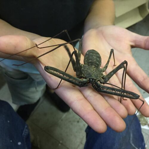 Damon medius - The Spider Shop