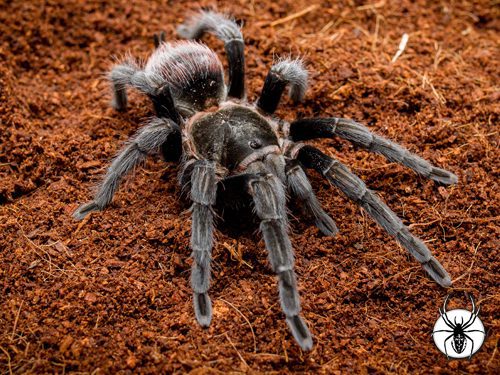 Tlitocatl vagans - The Spider Shop