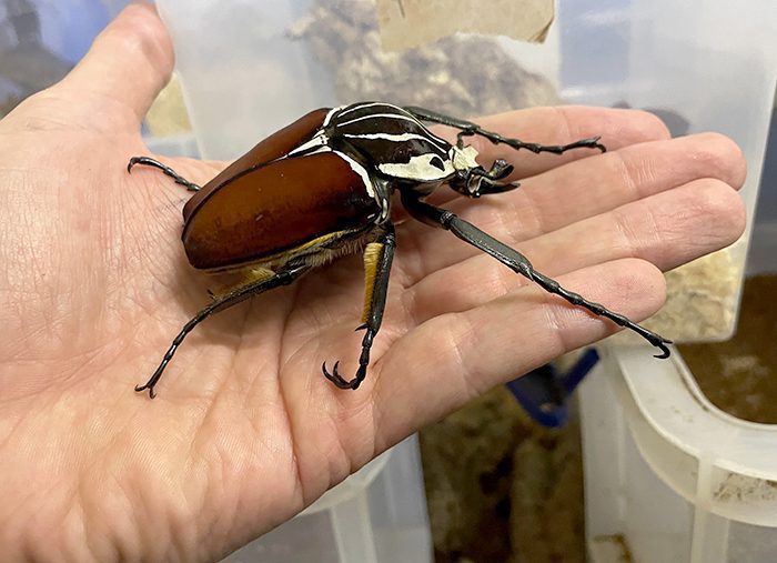 Goliathus goliathus - The Spider Shop