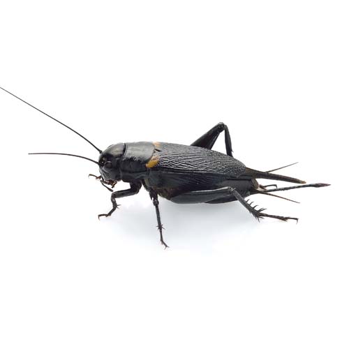1. X-Large Black Crickets - The Spider Shop