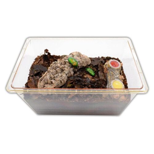 Flower Beetle - The Spider Shop