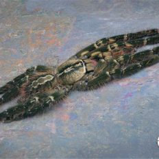 Poecilotheria rufilata - The Spider Shop