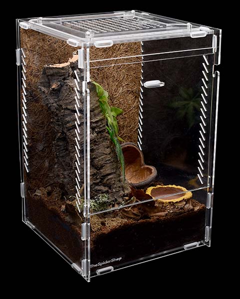 Acrylic Arboreal Terrarium - The Spider Shop