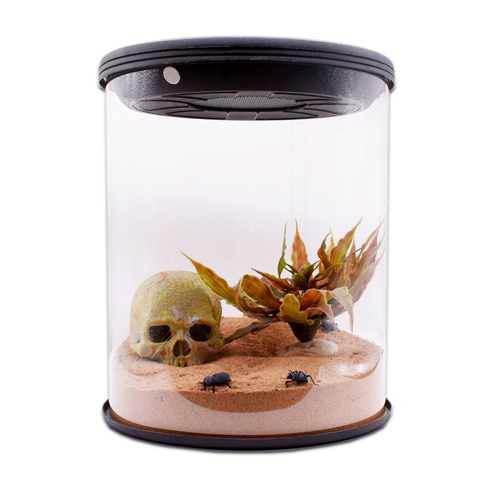 Cylinder Terrarium - The Spider Shop