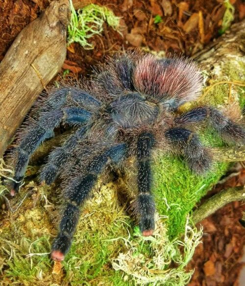 Avicularia variegata - The Spider Shop