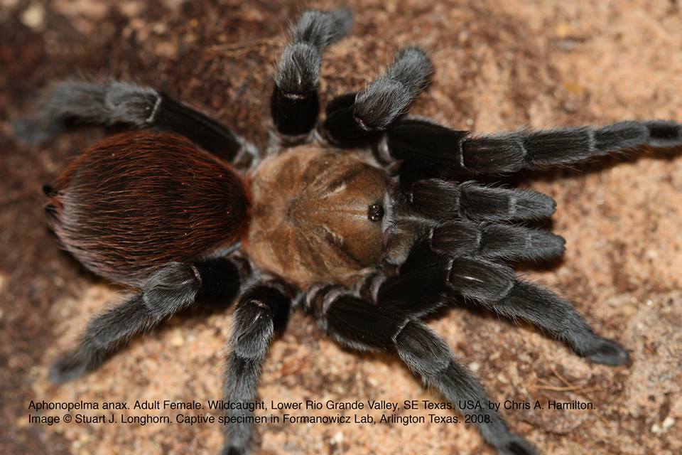 Texas Brown Tarantula Spurs Tarantula Warning For Eight States: What