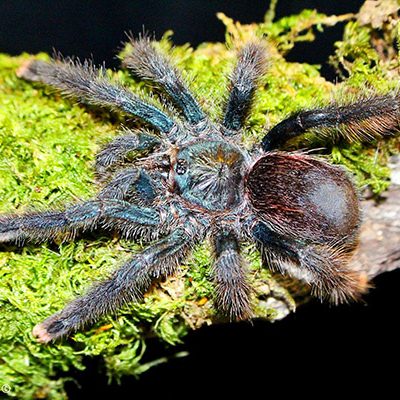 Avicularia avicularia - The Spider Shop