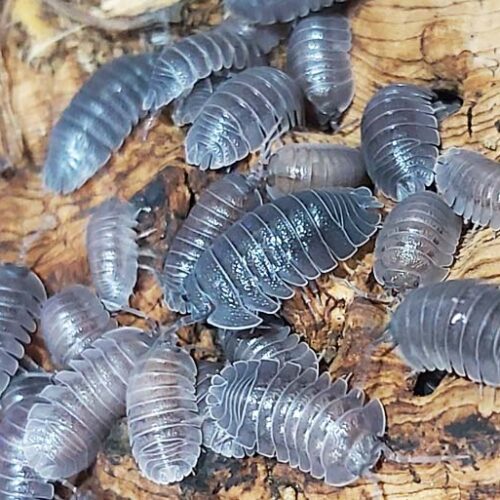 Isopods - The Spider Shop