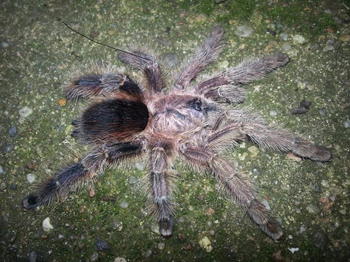 Avicularia merianae - The Spider Shop