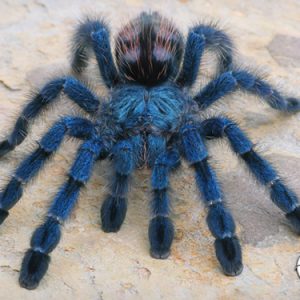 Caribena versicolor - The Spider Shop