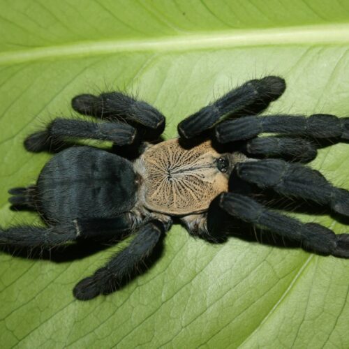 Tree Tiger Box - The Spider Shop