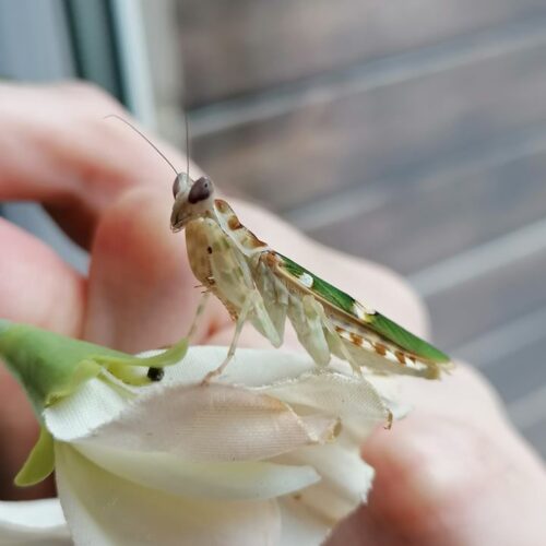 Praying Mantis - The Spider Shop