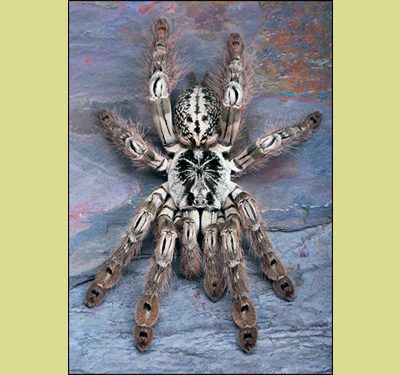 Heteroscodra maculata - The Spider Shop