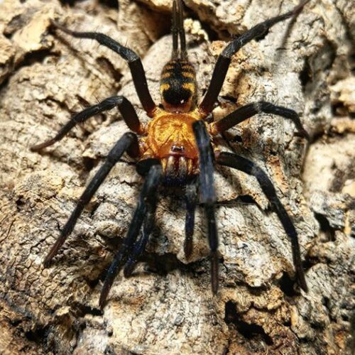 Other Spiders - The Spider Shop