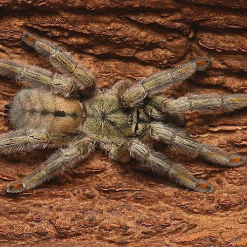 Psalmopoeus cambridgei - The Spider Shop