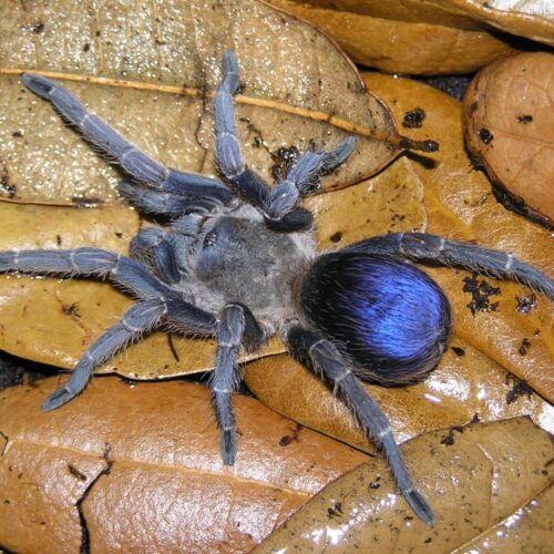 Spiderlings - Page 5 of 5 - The Spider Shop