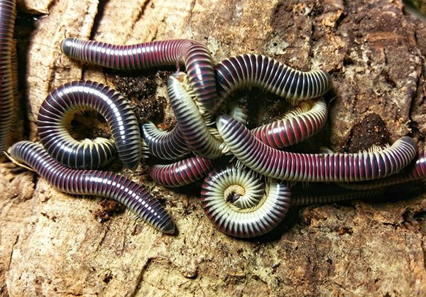 Chicobolus spinigerus - The Spider Shop