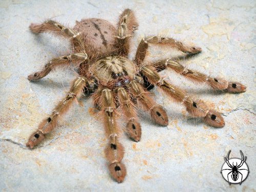 Stromatopelma Calceatum Bite