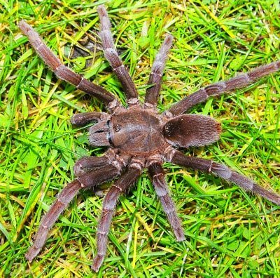 Selenocosmia javanensis - The Spider Shop