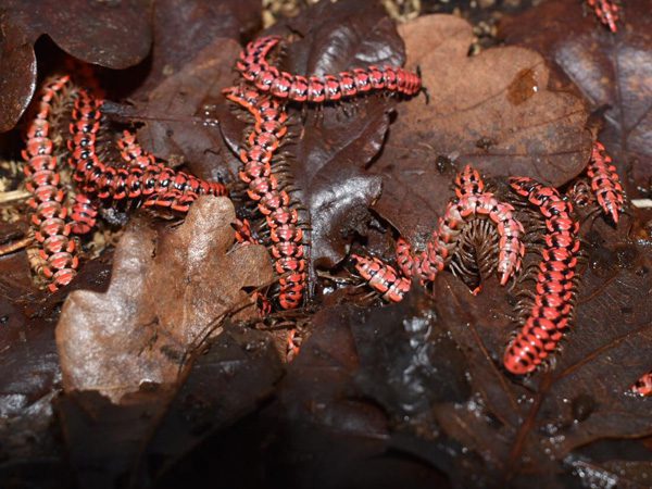 Antheromorpha uncinata - The Spider Shop