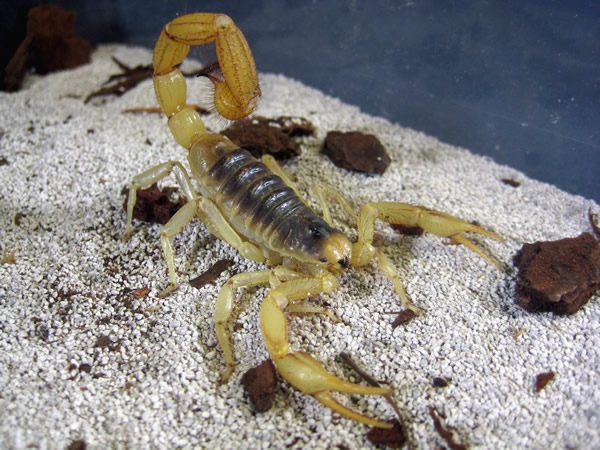 Hadrurus arizonensis - The Spider Shop