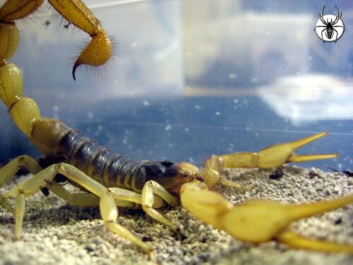 Desert Buddy Box - The Spider Shop