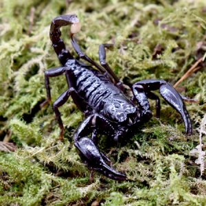 Scorpions Archives - The Spider Shop