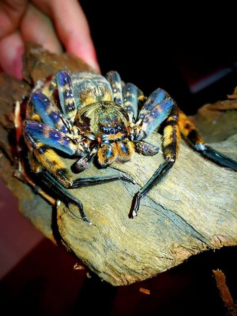 Heteropoda lunula - The Spider Shop