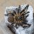 Pterinochilus murinus (DCF) - The Spider Shop