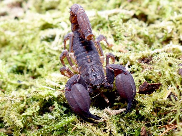 Chaerilus sp. "Sumatra" - The Spider Shop