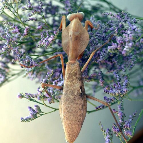 Praying Mantis - The Spider Shop