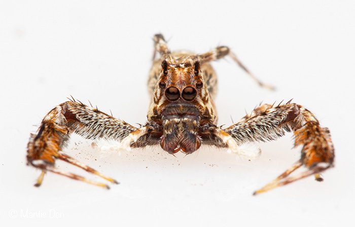 Salticidae species. - The Spider Shop