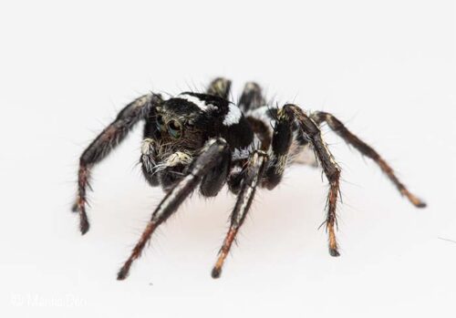 Salticidae species. - The Spider Shop