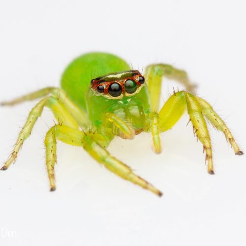 Jumping Spiders Archives - The Spider Shop