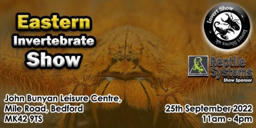 The Spider Shop - The Spider Shop