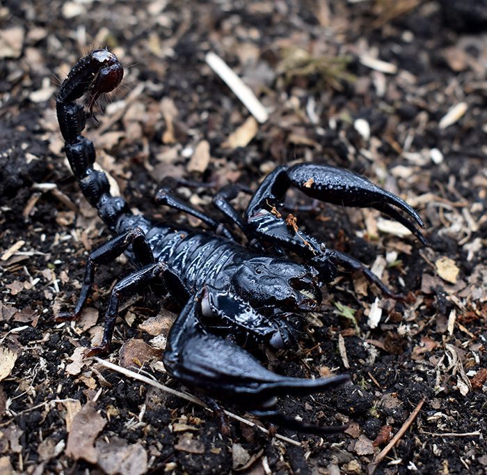 Heterometrus laevigatus - The Spider Shop