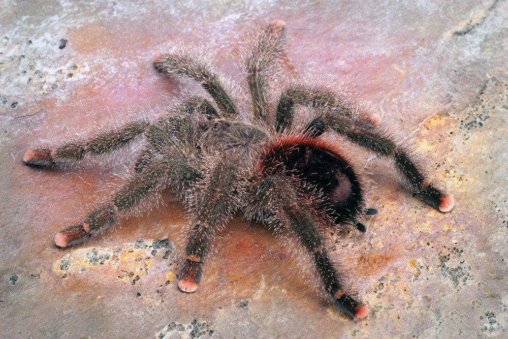 Avicularia Bicegoi